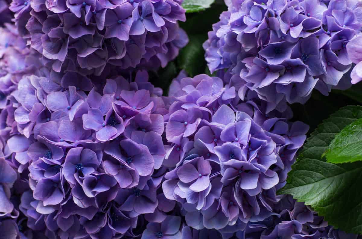 Hydrangea Floral Designs - Beneva Flowers