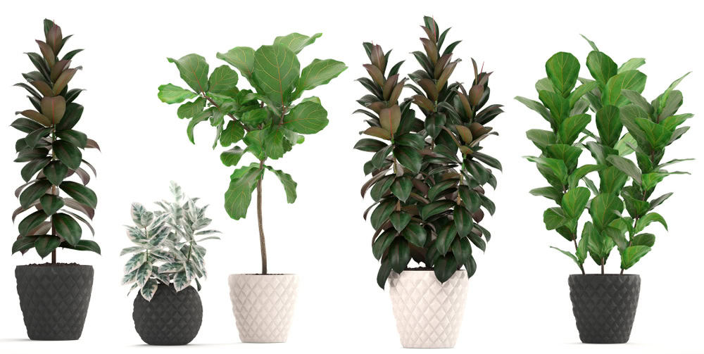 Our Favorite Indoor Trees - Beneva Flowers