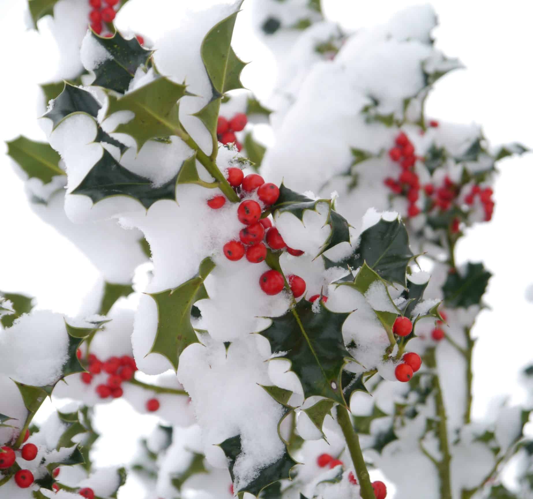 What Are Boughs of Holly? Your Complete Guide to Celebrating the Season ...