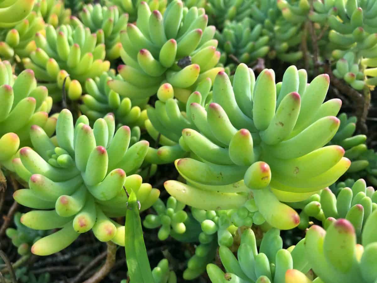 A Quick Guide to Growing Succulents - Beneva Flowers