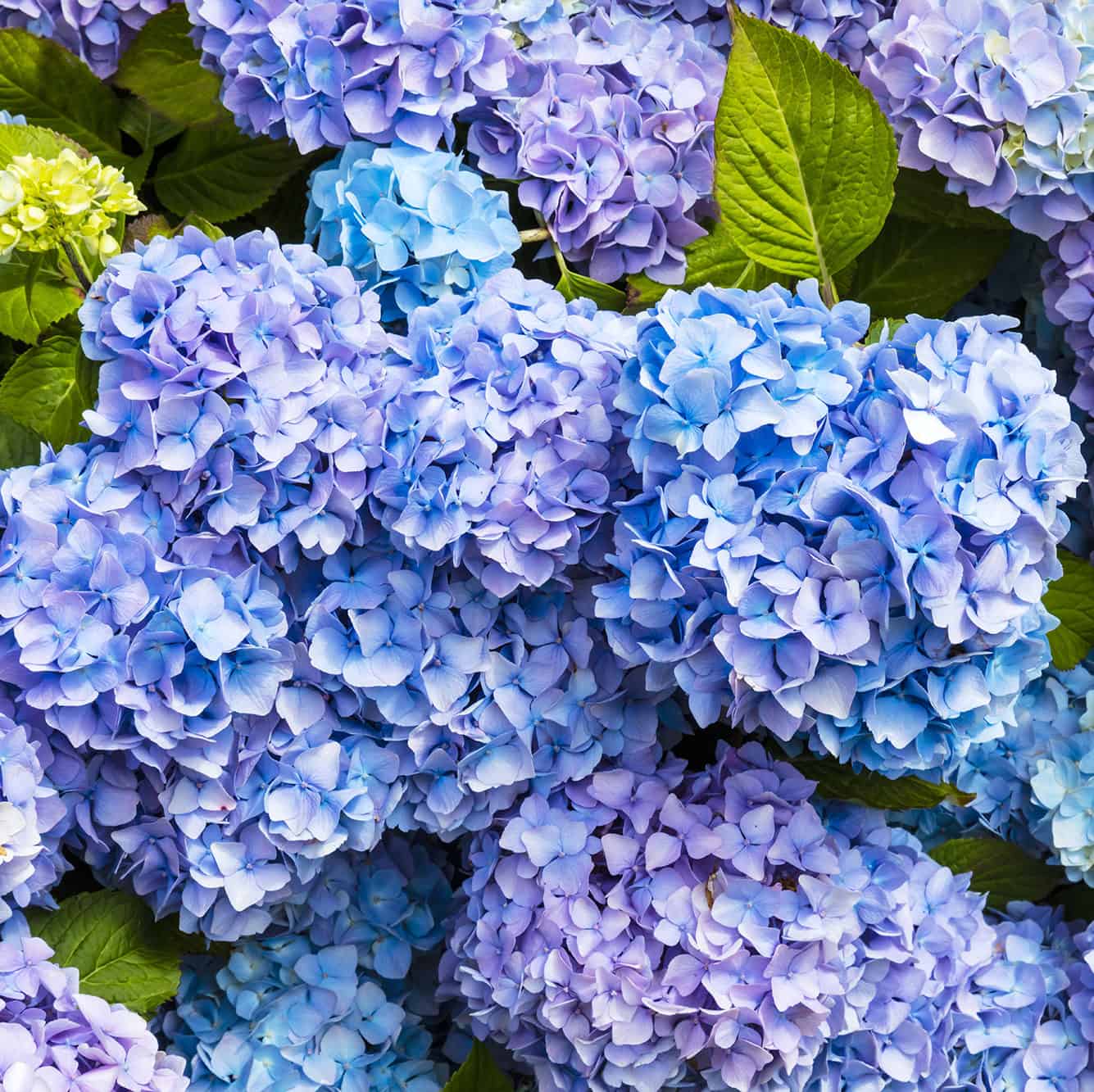 The Beauty of Pastel Flowers - Beneva Flowers