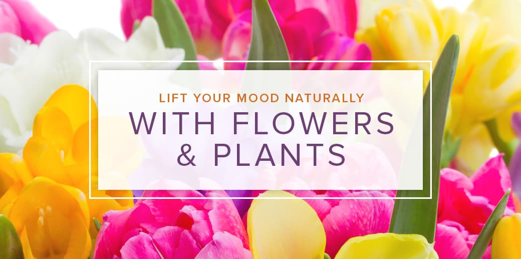 SPRING FLOWERS TO HELP UPLIFT, PURIFY, AND RELAX - Beneva Flowers